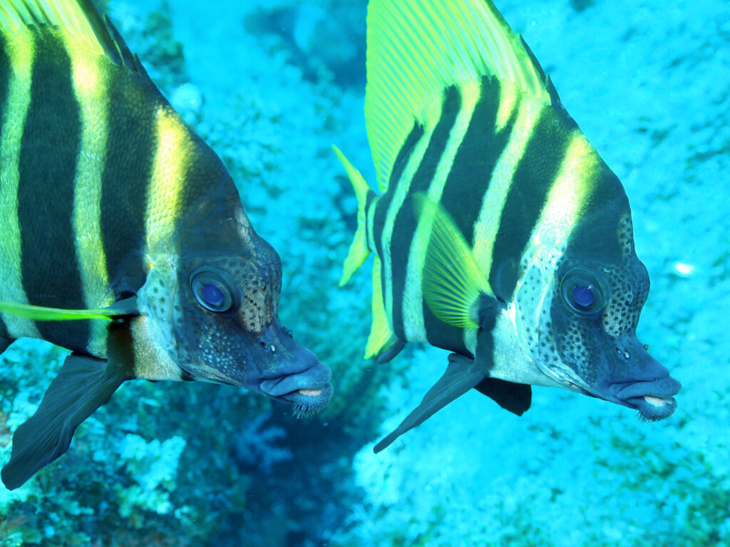 my favorite things スキューバダイビング ポートフォリオ/ダイビング情報サイト my favorite things ...